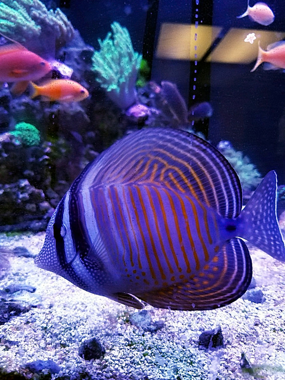 What’s the most aggressive fish you have | REEF2REEF Saltwater and Reef ...